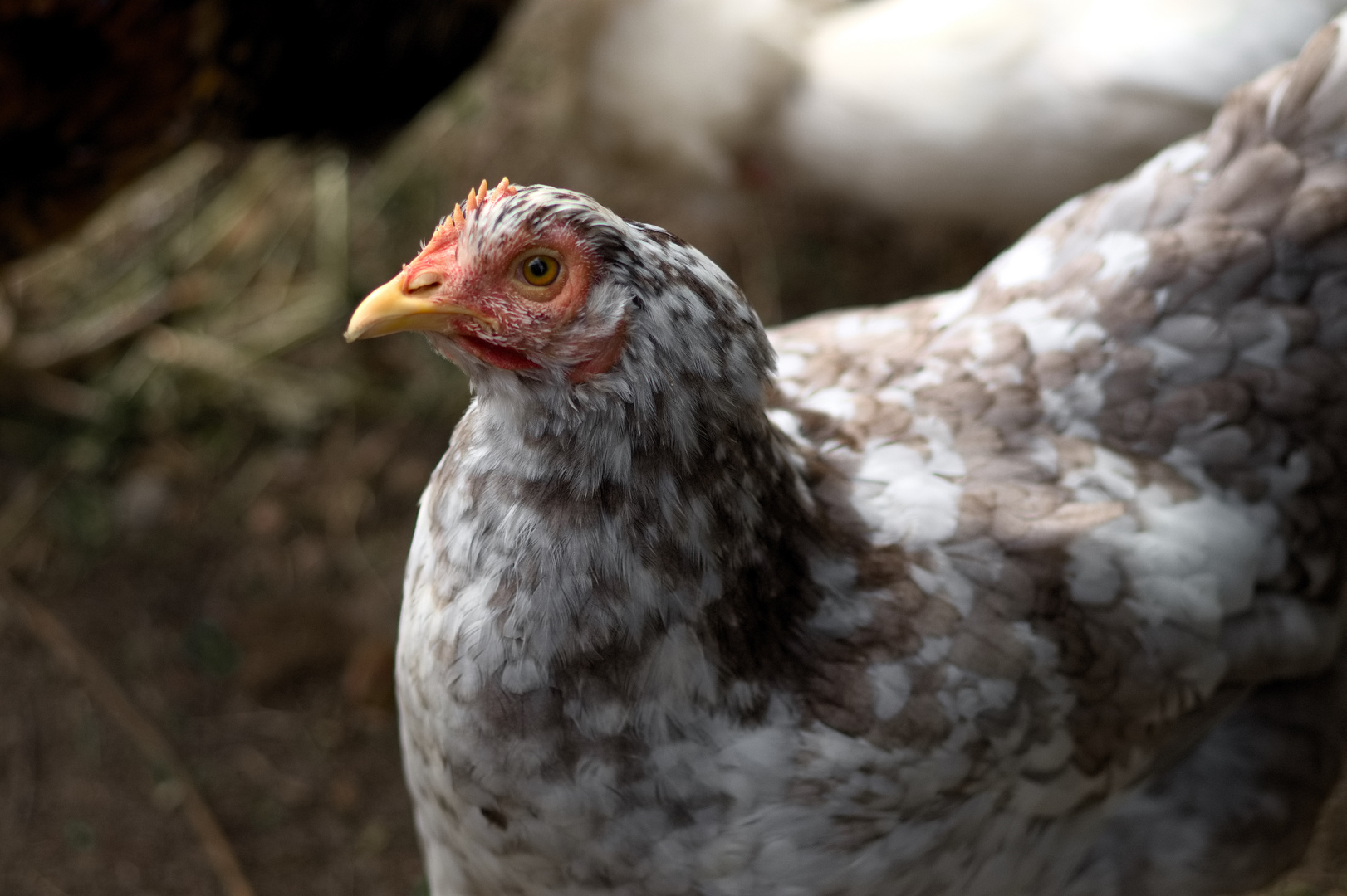 Huhn Foto & Bild | tiere, haustiere, nutztiere Bilder auf fotocommunity