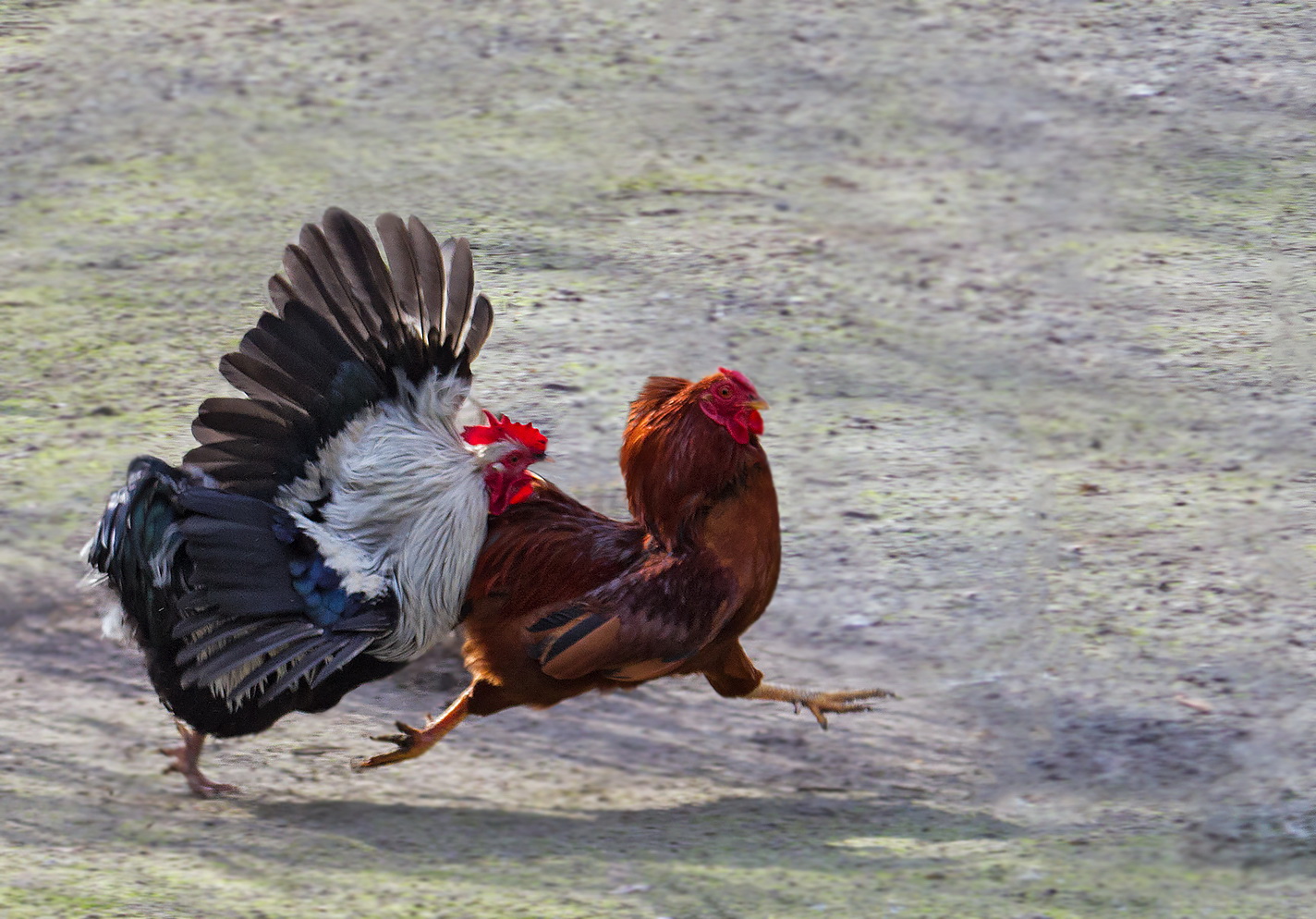 Huhn Hahn Foto & Bild | jahreszeiten, sommer, natur Bilder auf ...