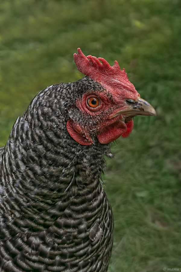 Huhn im Porträt Foto & Bild | tiere, natur-kreativ, bearbeitungs ...