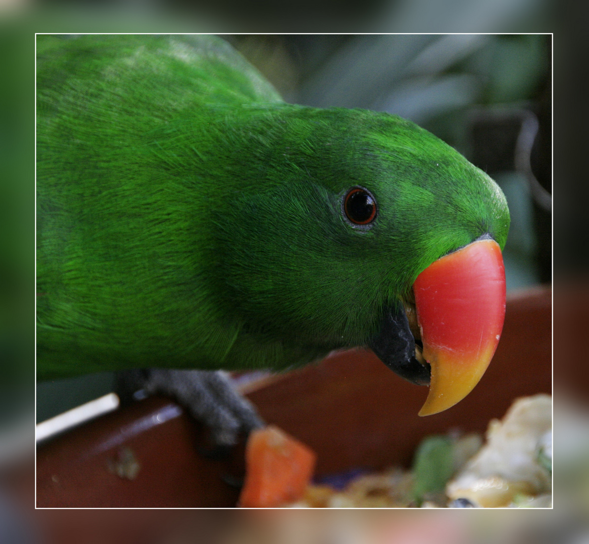 Huhu Foto & Bild | tiere, wildlife, wild lebende vögel Bilder auf ...