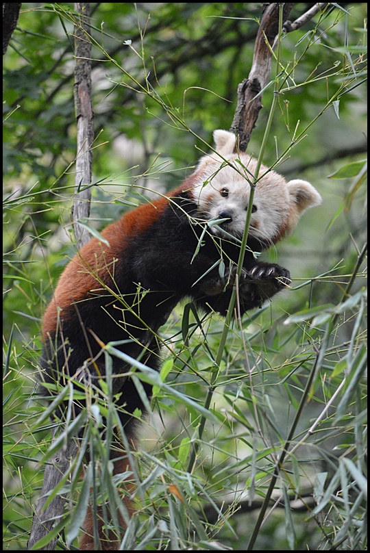 Huhu.. Foto & Bild | tiere, zoo, wildpark & falknerei, säugetiere ...