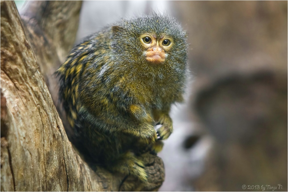 *huhu* Foto & Bild | tiere, zoo, wildpark & falknerei, säugetiere ...