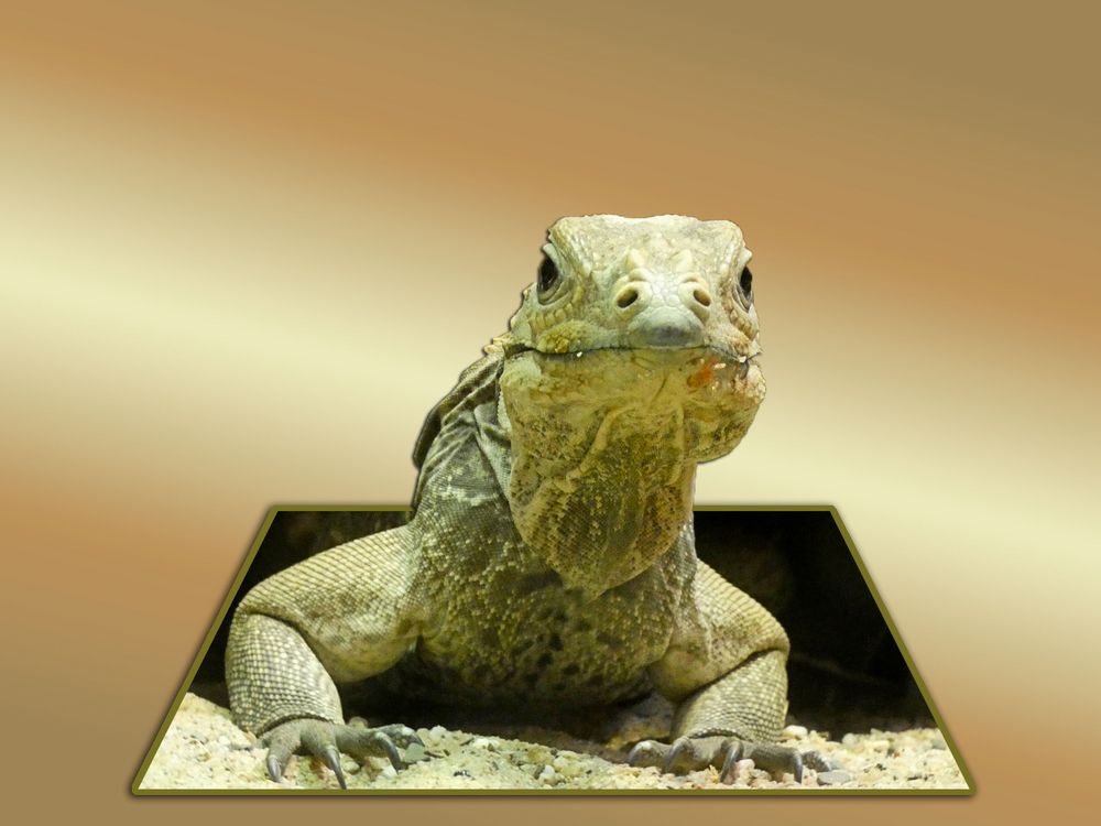 Huhu :-))) Foto & Bild | natur, tiere, reptilien leguan Bilder auf ...