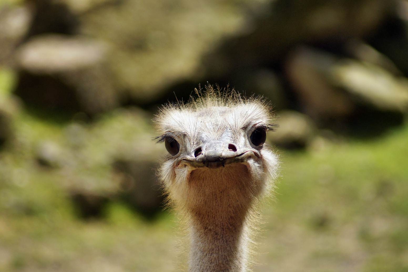 Huhu Foto & Bild | tiere, wildlife, wild lebende vögel Bilder auf ...