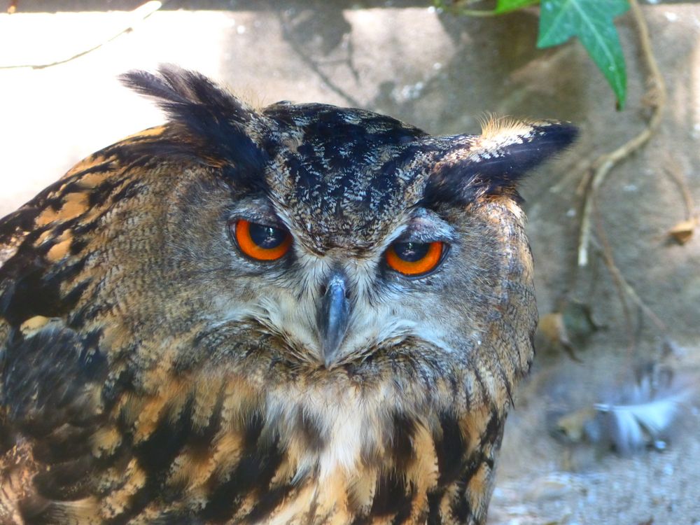 " Huhu " Foto & Bild | tiere, zoo, wildpark & falknerei, vögel Bilder ...
