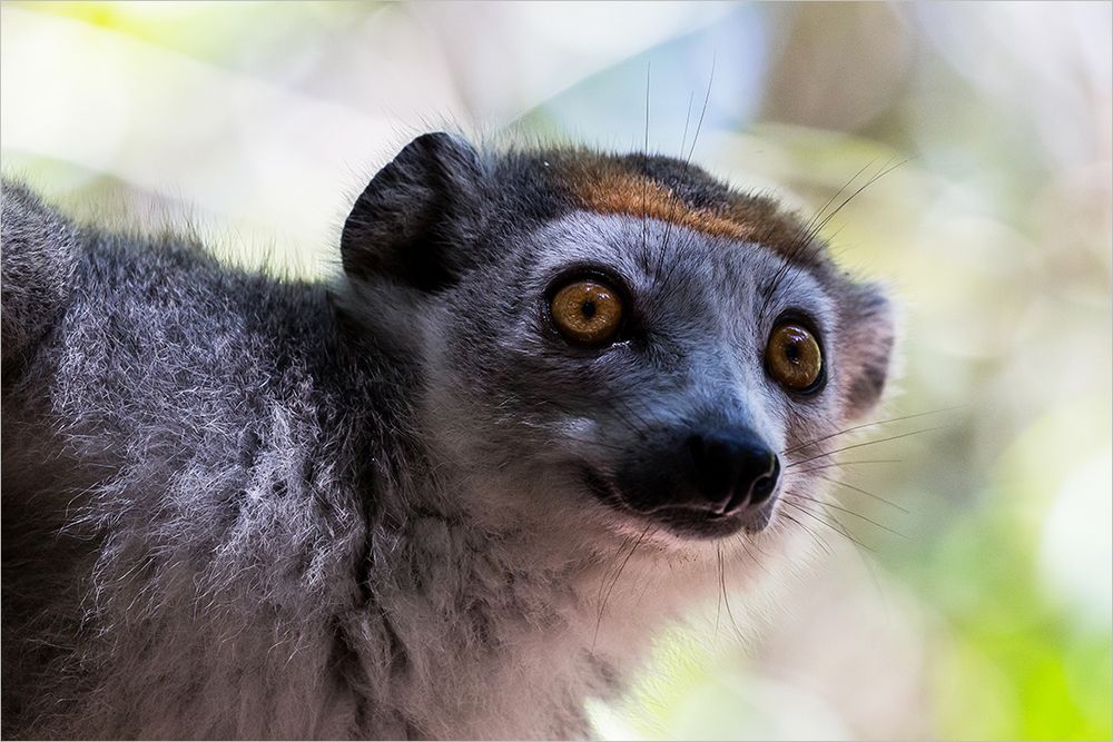 HUHU ..... Foto & Bild | natur, lemuren, wildlife Bilder auf fotocommunity