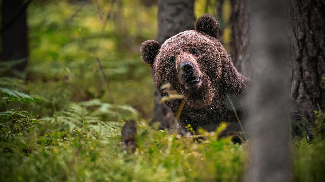 Huhu . . . Foto & Bild | tiere, wildlife, säugetiere Bilder auf ...