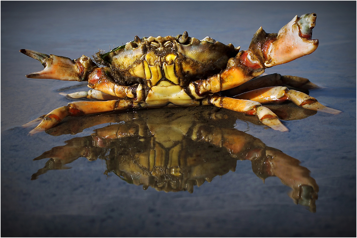 Huhu...! Foto & Bild | natur, spiegelung, gespiegelt Bilder auf ...