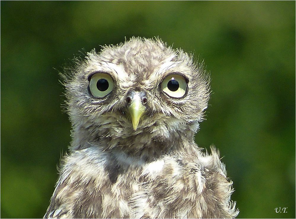 ~~ Huhu ~~ Foto & Bild | tiere, zoo, wildpark & falknerei, vögel Bilder ...