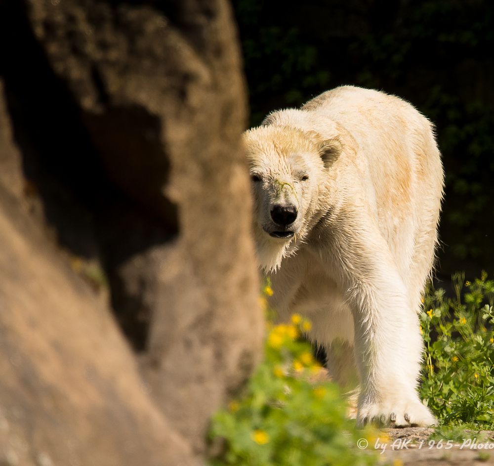 Huhu! Foto & Bild | zoo, tiere, raubtiere Bilder auf fotocommunity