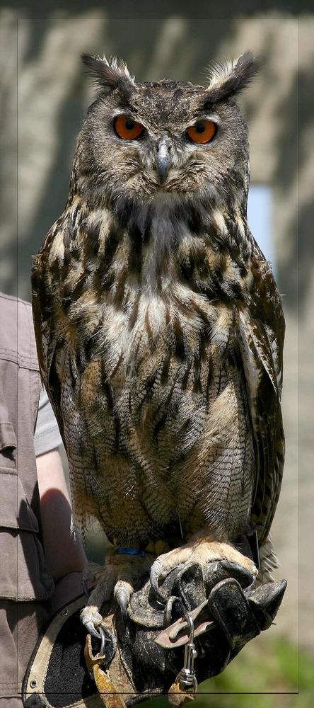 HUHU ein UHU ;-) Foto & Bild | tiere, zoo, wildpark & falknerei, vögel ...