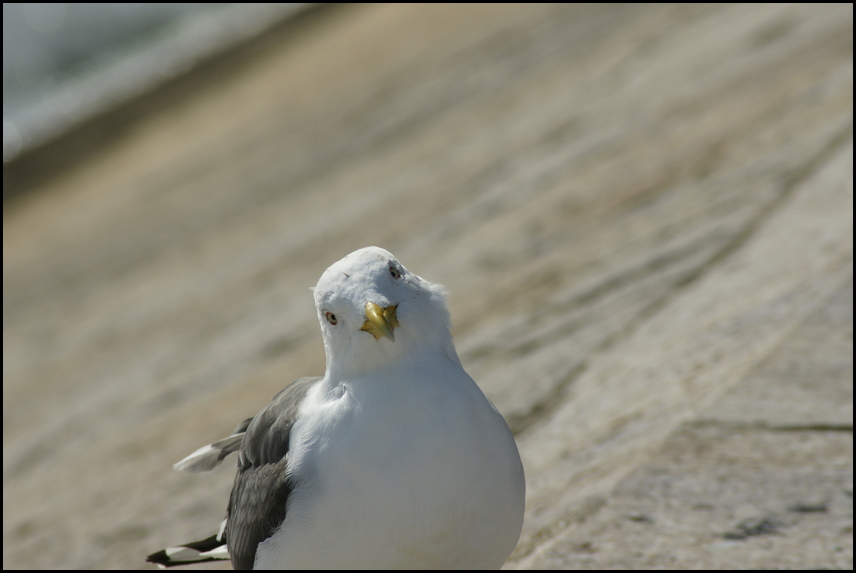 huhu Foto & Bild | tiere, wildlife, wild lebende vögel Bilder auf ...