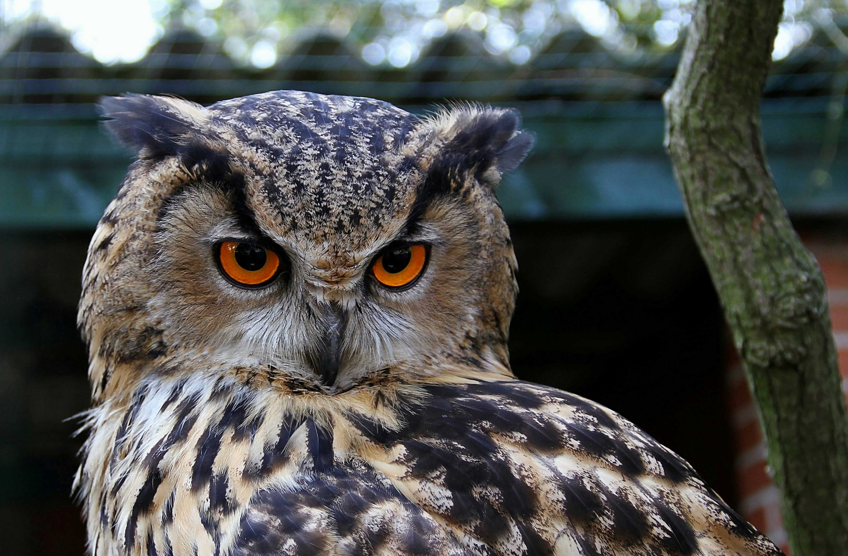 huhu ich bin ein UHU Foto & Bild | tiere, zoo, wildpark & falknerei ...