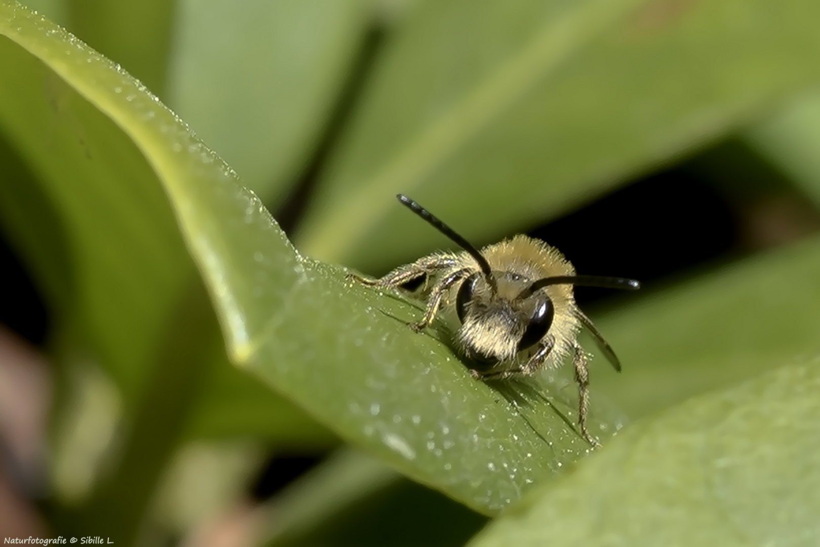 Huhu, ist der Frühling noch da?? Foto & Bild | makro, frühling, natur ...