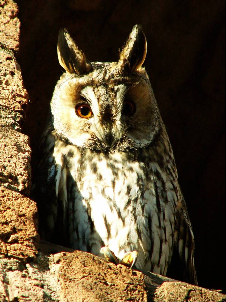Huhu oder Uhu - weder noch Foto & Bild | tiere, zoo, wildpark ...