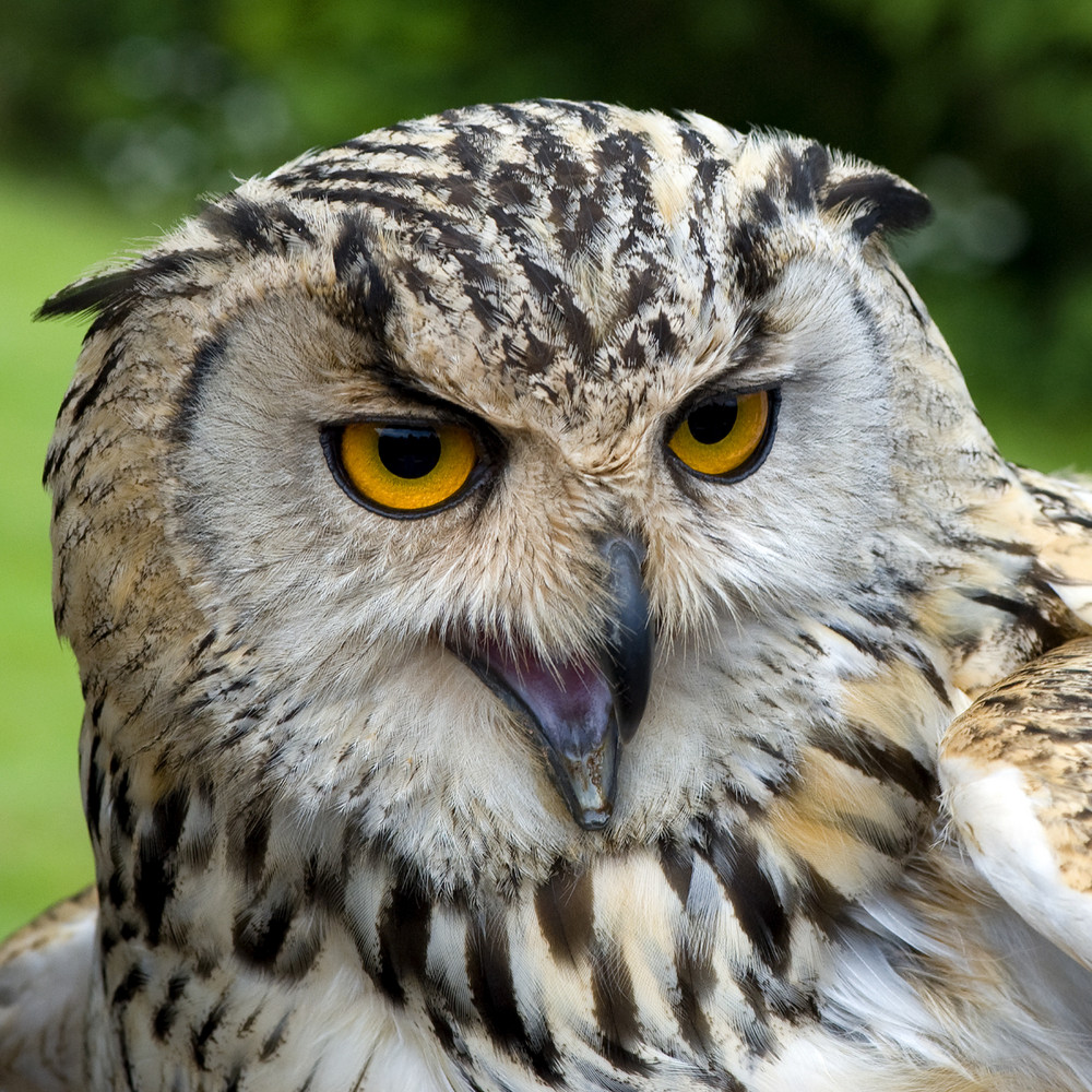 Huhu Uhu 1 Foto & Bild | tiere, zoo, wildpark & falknerei, vögel Bilder ...