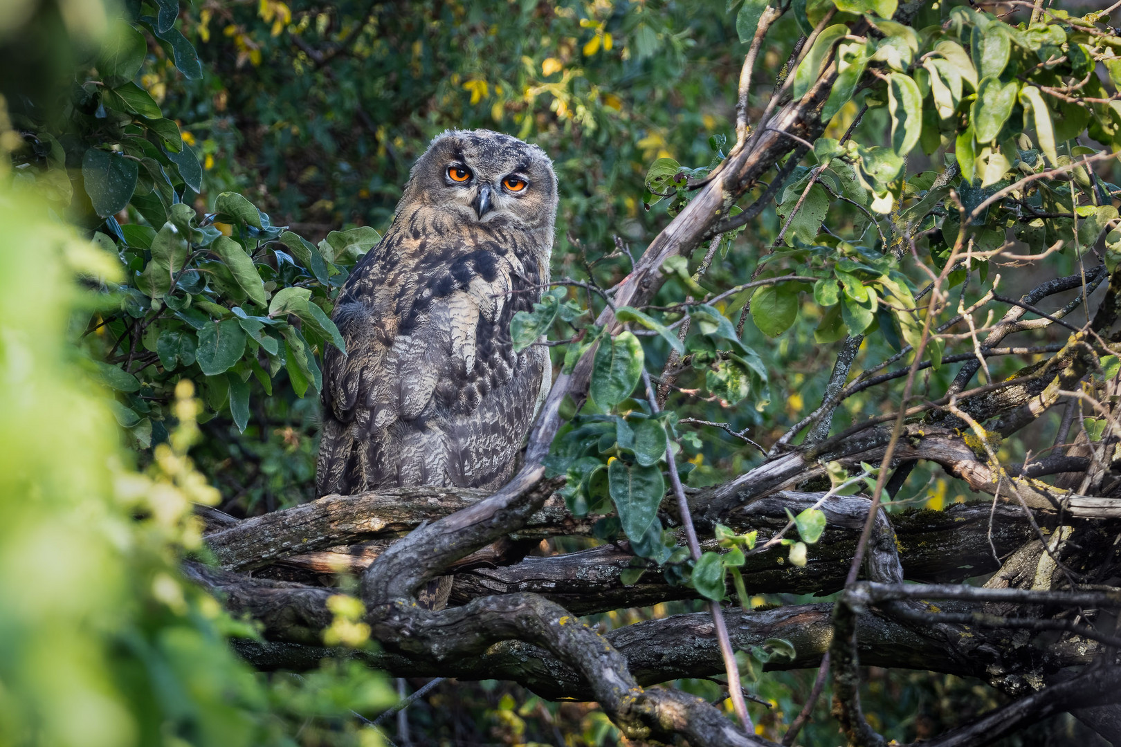 Huhu Uhu! Foto & Bild | tiere, wildlife, wild lebende vögel Bilder auf ...