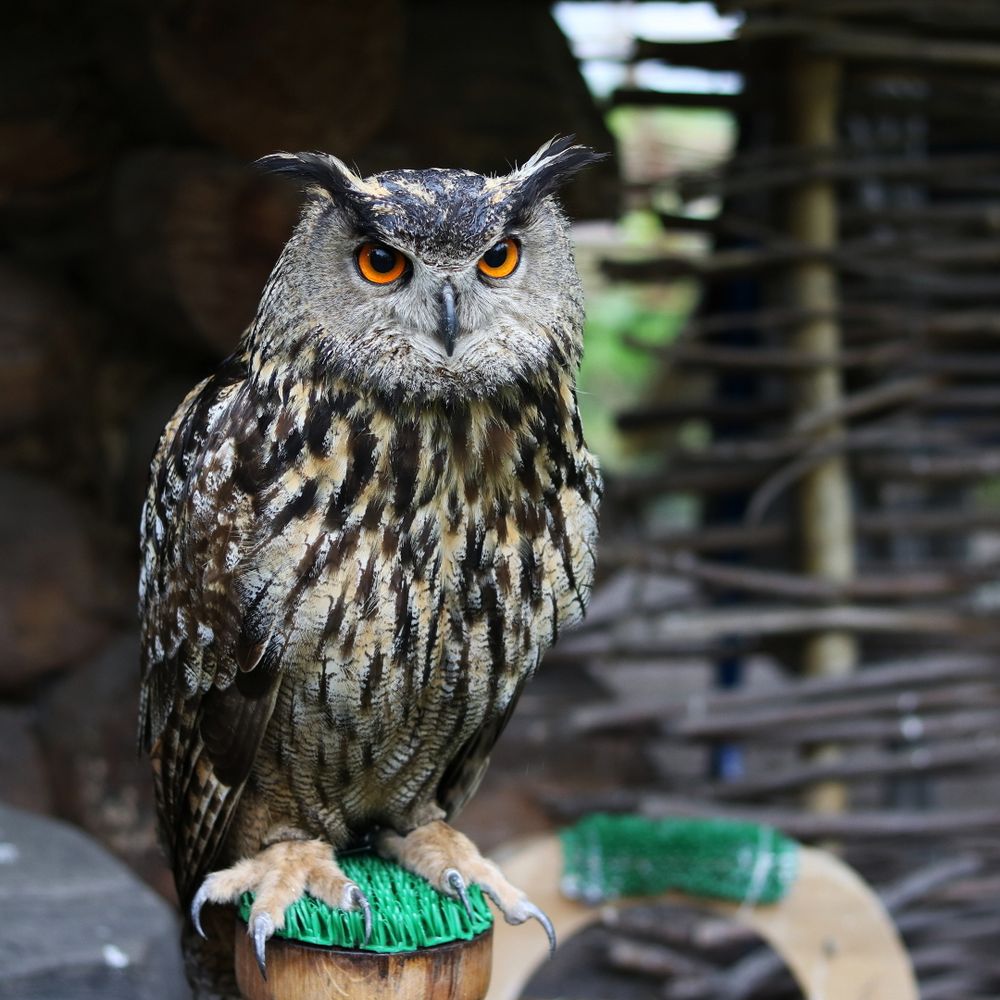 Huhu, Uhu. Foto & Bild | tiere, natur Bilder auf fotocommunity