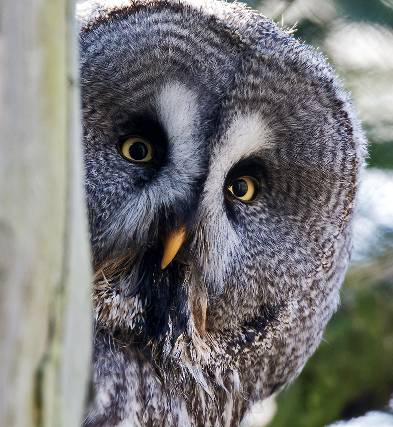 *Huhu Uhu....* Foto & Bild | tiere, zoo, wildpark & falknerei, vögel ...
