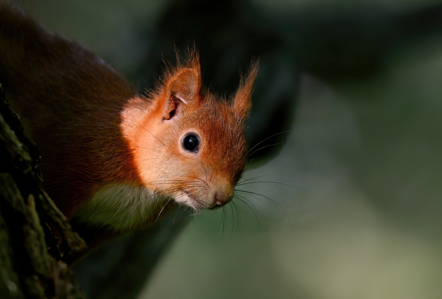 huhu....aber nur kurz fürs Foto Foto & Bild | tiere, wildlife ...