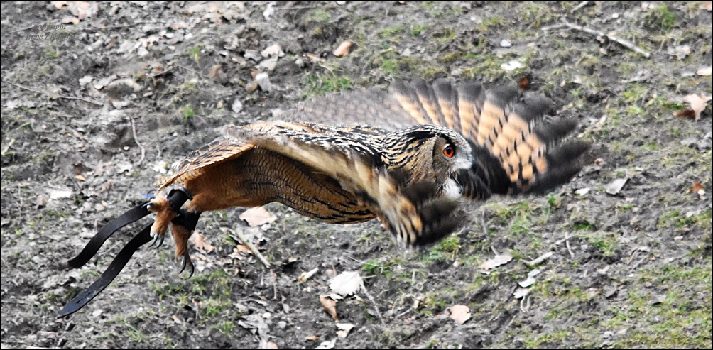 Huhu...ein UHU :-) Foto & Bild | tiere, zoo, wildpark & falknerei ...
