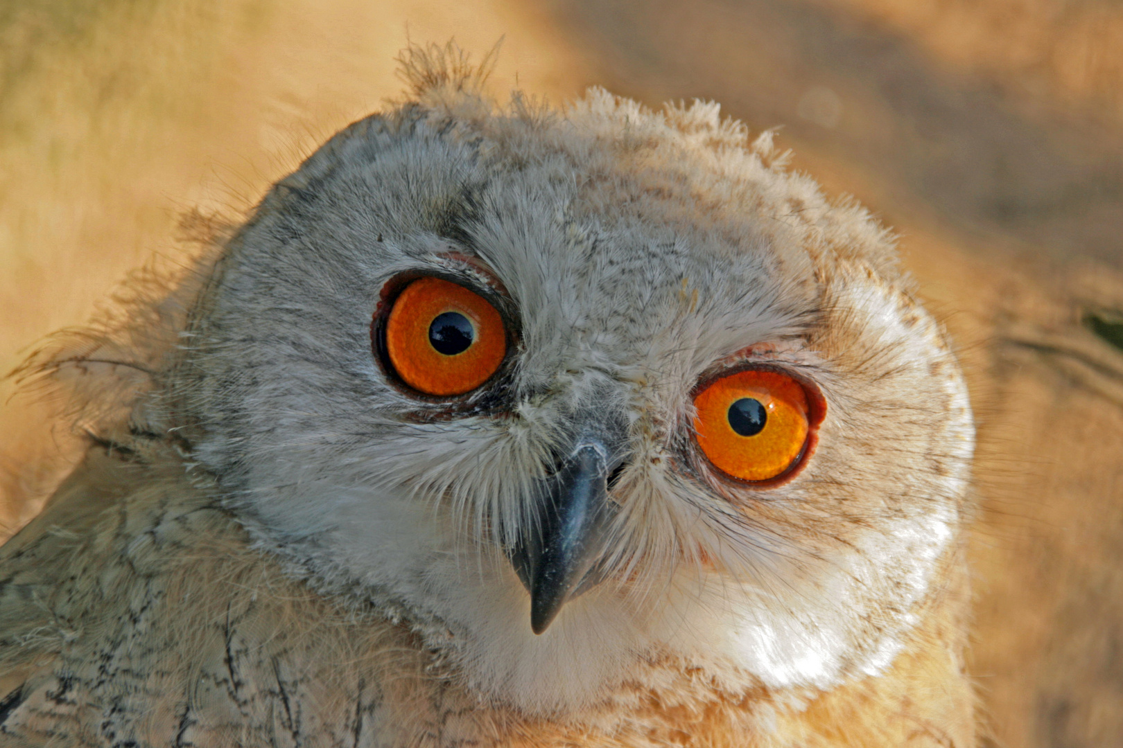 "HUHUH" Foto & Bild | fotos, canon, orange Bilder auf fotocommunity