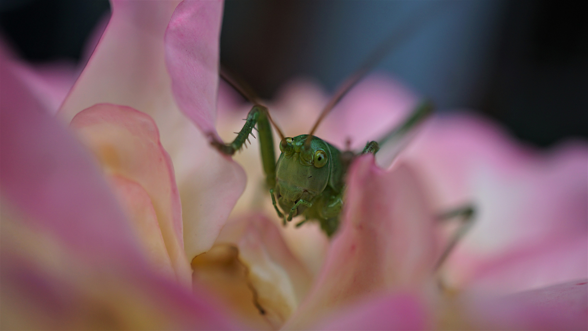 Huhuu! ;-) Foto & Bild | landschaft, natur-makros, lebensräume Bilder ...