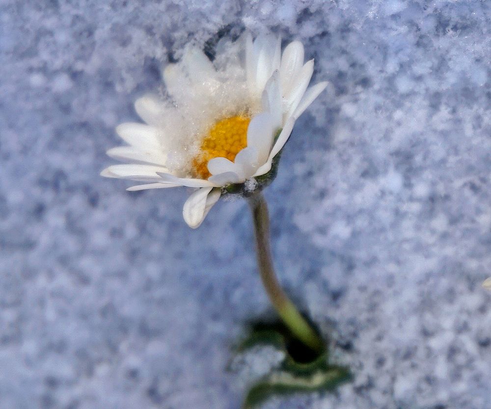 Hu,ist das kalt! Foto & Bild | world, makro, winter Bilder auf ...