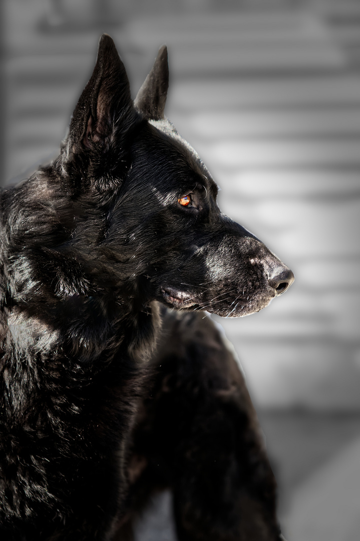 Humans best friend Foto & Bild | tiere, haustiere, hunde Bilder auf ...