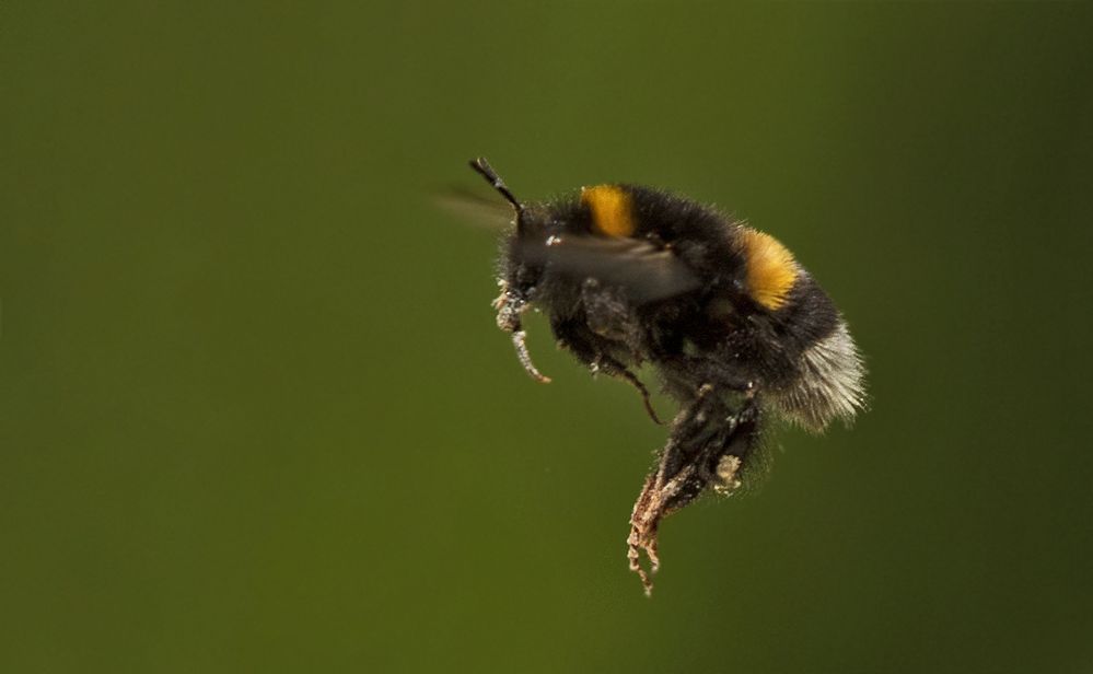 Hummel 001 Foto & Bild | jahreszeiten, sommer, natur Bilder auf ...