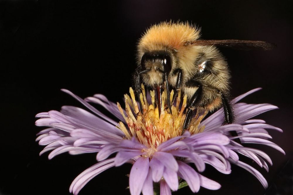 Hummel Foto & Bild | hummeln, fotos, makro Bilder auf fotocommunity