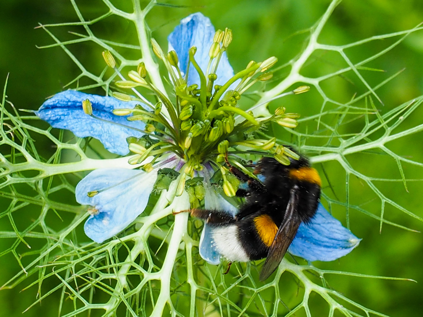 Hummel 1 Foto & Bild | tiere, wildlife, insekten Bilder auf fotocommunity