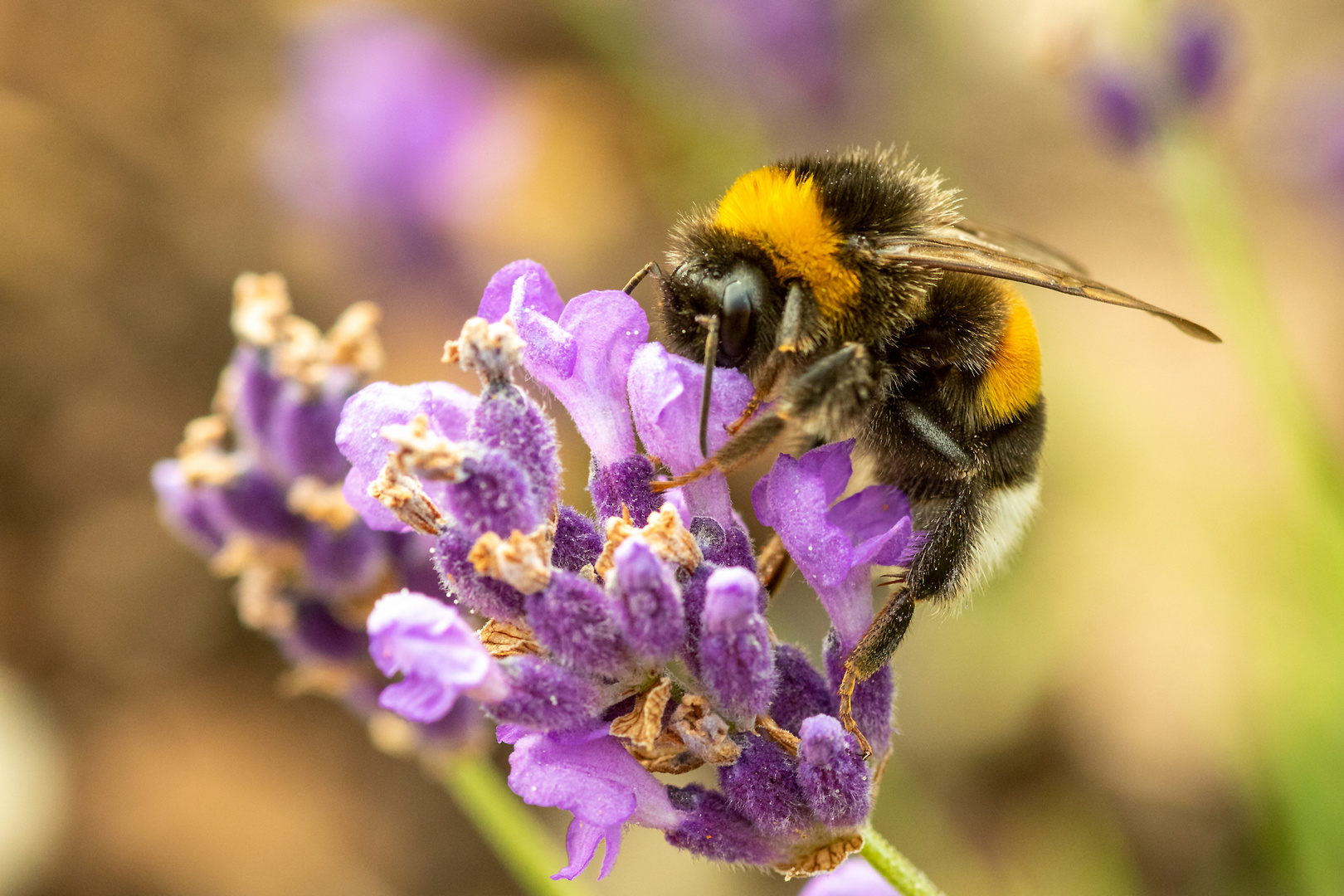 Hummel ... Foto & Bild | tiere, wildlife, insekten Bilder auf fotocommunity