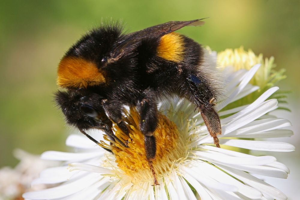 Hummel (2022_09_22_2033_ji) Foto & Bild | natur, insekt, tiere Bilder ...