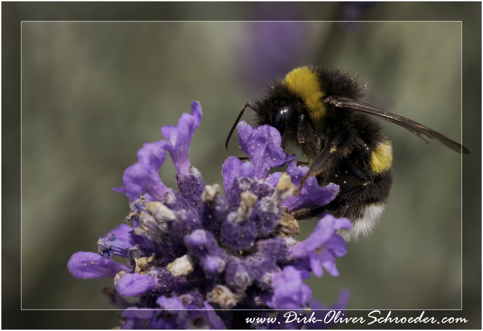 Hummel Foto & Bild | tiere, wildlife, insekten Bilder auf fotocommunity