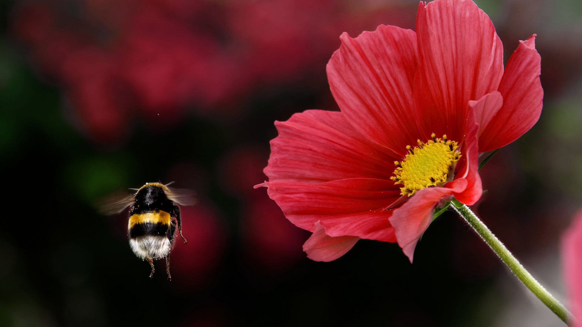 Hummel Foto & Bild | tiere, wildlife, insekten Bilder auf fotocommunity