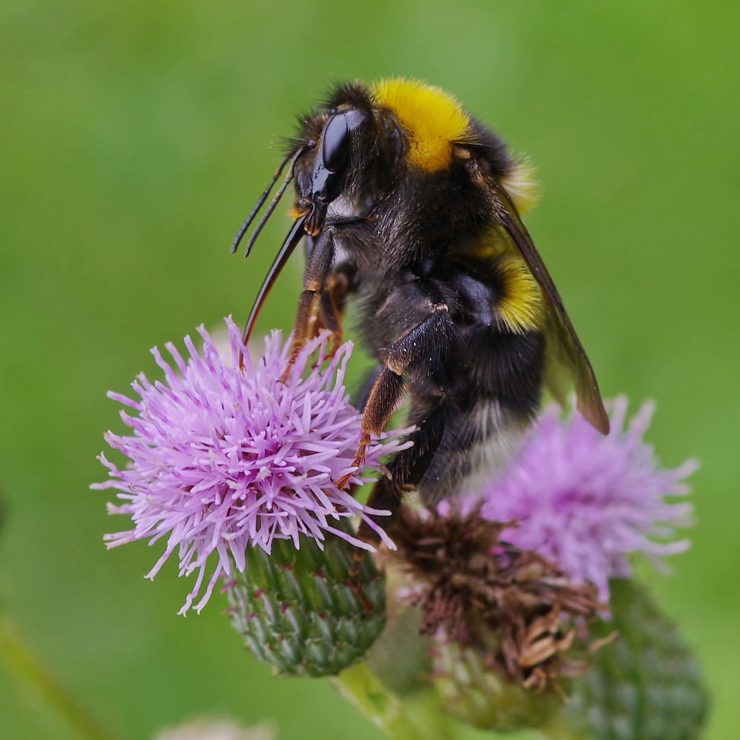 Hummel Foto & Bild | tiere, wildlife, insekten Bilder auf fotocommunity