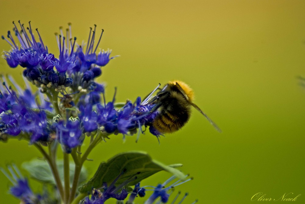 Hummel Foto & Bild | natur-makros, natur-kreativ, aufnahmetechniken ...