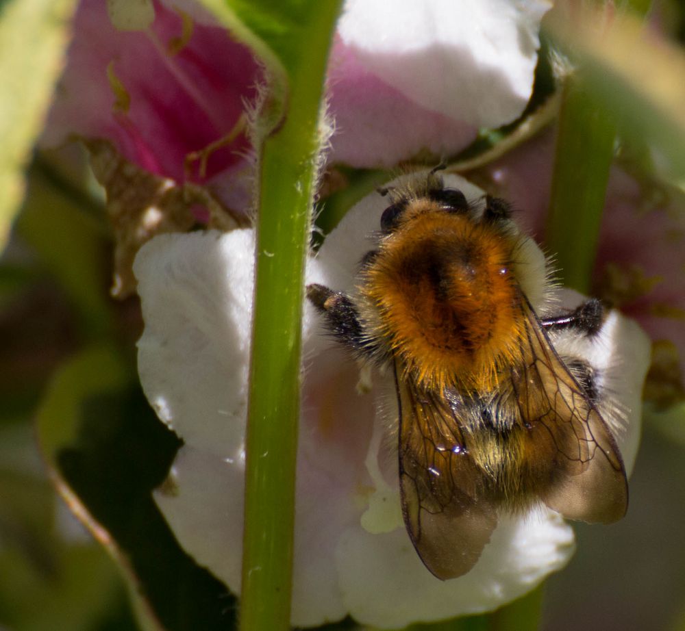 Hummel Foto & Bild | tiere, tierdetails, natur Bilder auf fotocommunity