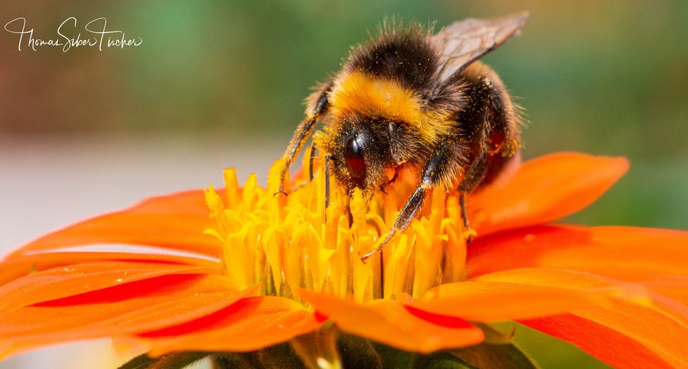 Hummel Foto & Bild | spezial, makro, natur Bilder auf fotocommunity