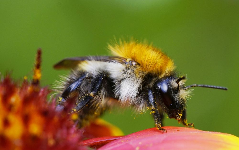 Hummel. Foto & Bild | makro, natur, pflanzen Bilder auf fotocommunity
