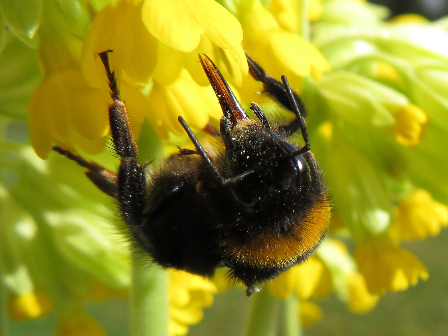 Hummel Foto & Bild | fotos, natur, herbst Bilder auf fotocommunity