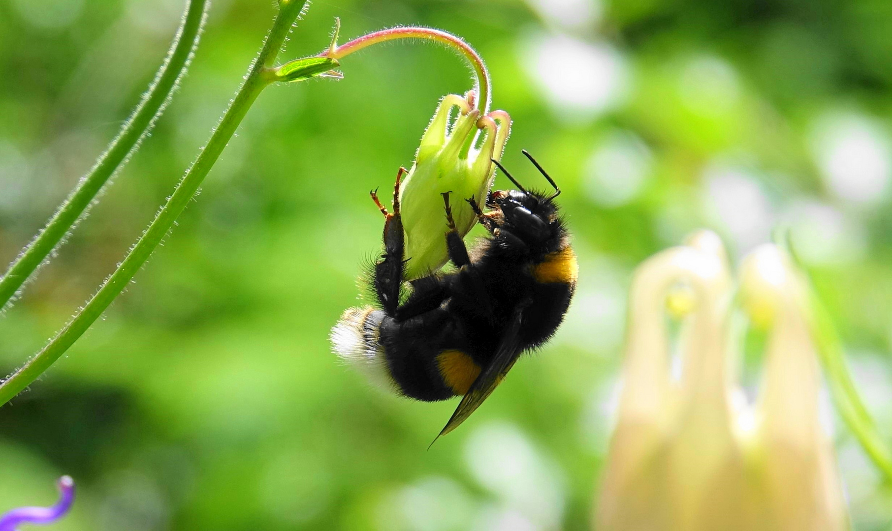 Hummel Foto & Bild | tiere, wildlife, insekten Bilder auf fotocommunity