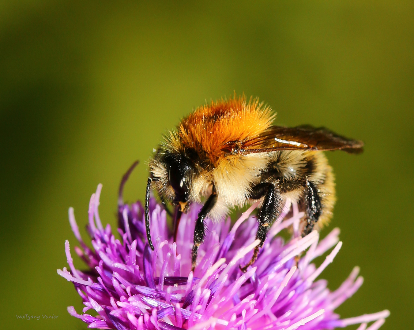 Hummel Foto & Bild | tiere, wildlife, insekten Bilder auf fotocommunity