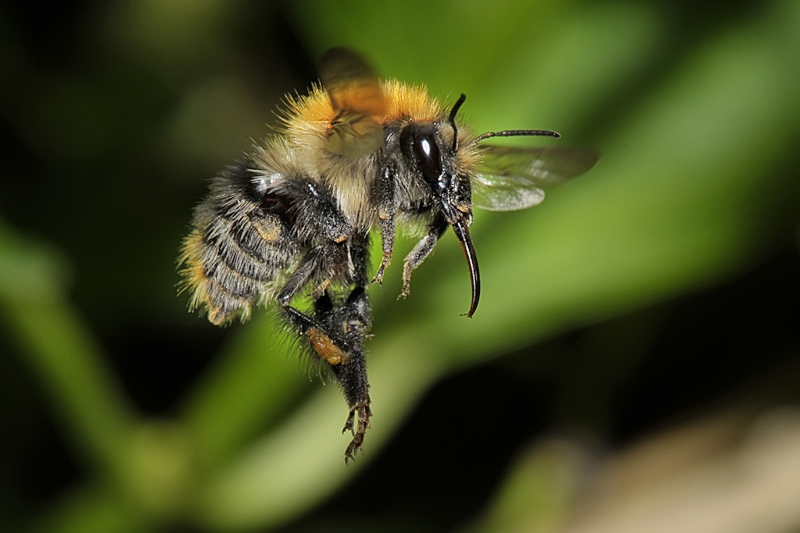 Hummel Foto & Bild | tiere, wildlife, insekten Bilder auf fotocommunity