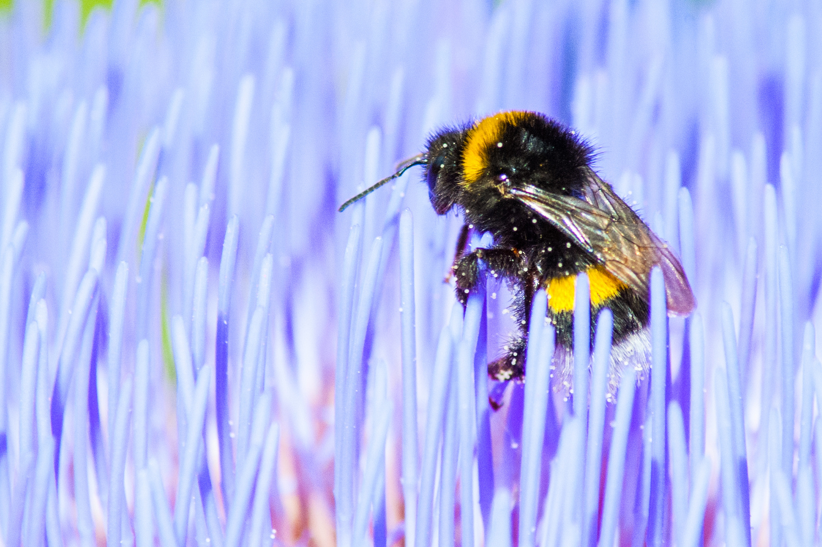 Hummel Foto & Bild | natur, insekten, tiere Bilder auf fotocommunity