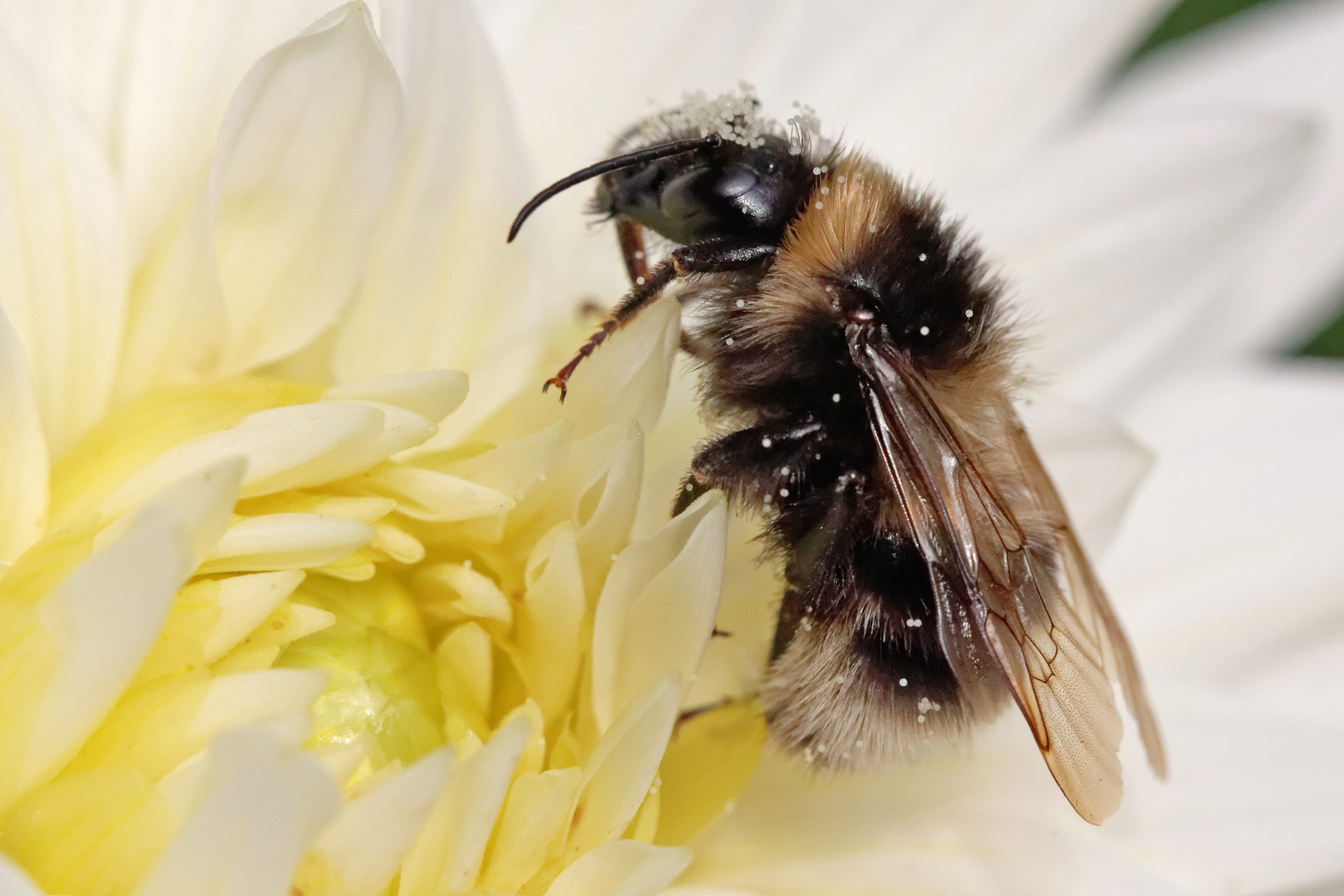 Hummel Foto & Bild | tiere, wildlife, insekten Bilder auf fotocommunity