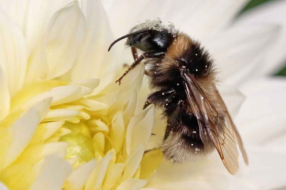 Hummel Foto & Bild | tiere, wildlife, insekten Bilder auf fotocommunity
