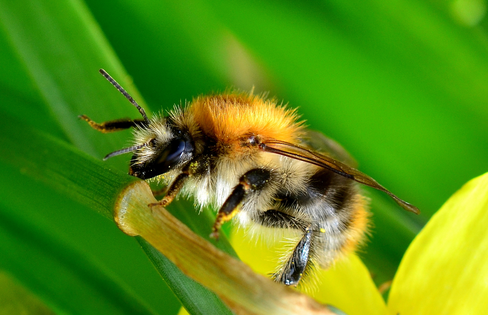 Hummel ................ Foto & Bild | tiere, wildlife, insekten Bilder ... Hummel ................ Foto & Bild | tiere, wildlife, insekten Bilder ...