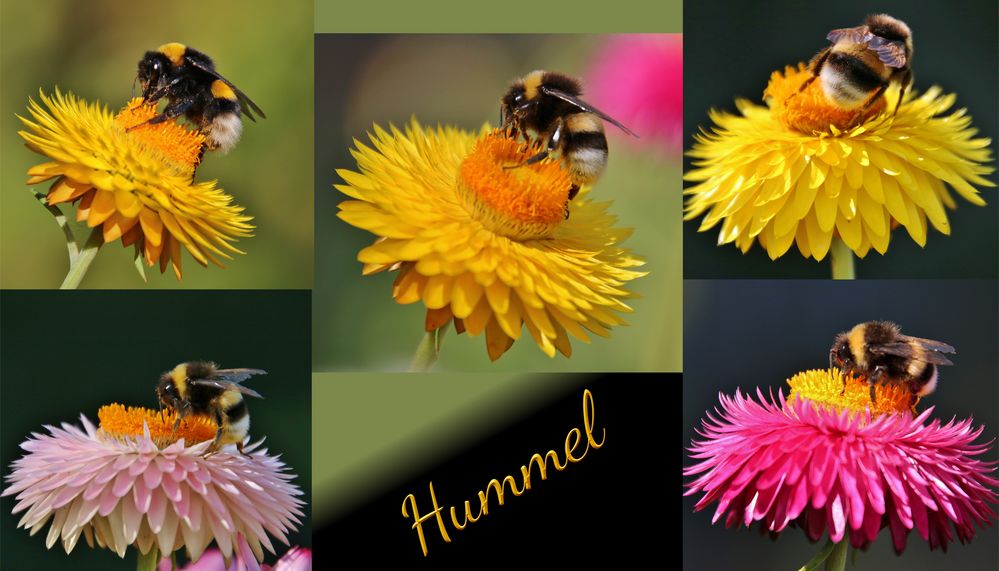 Hummel Foto & Bild | tiere, wildlife, insekten Bilder auf fotocommunity